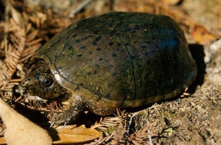 Freshwater Loggerhead Turtle